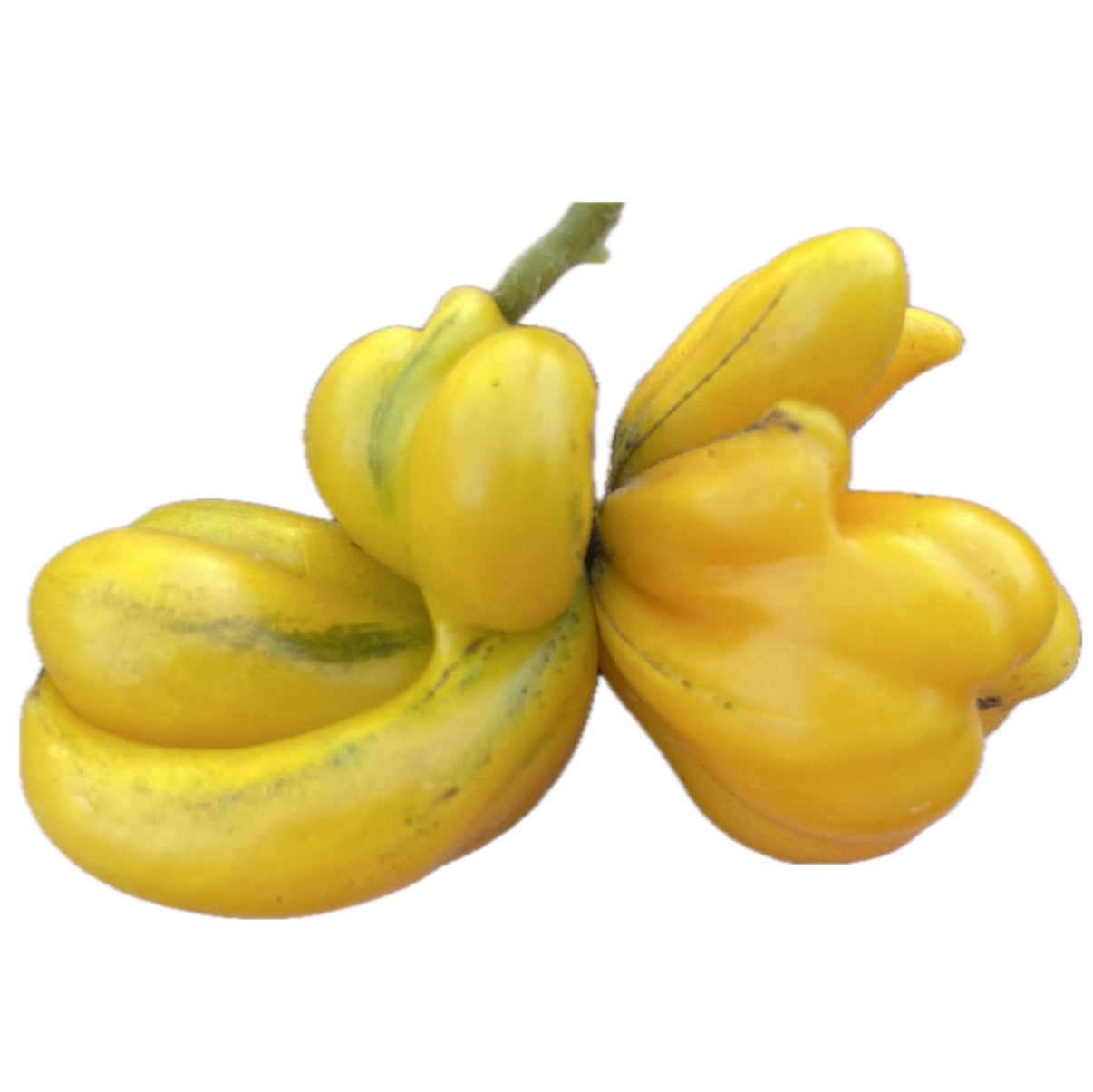 Phil's One Tomato 20 Seeds – LIZA'S PLANTS YYC